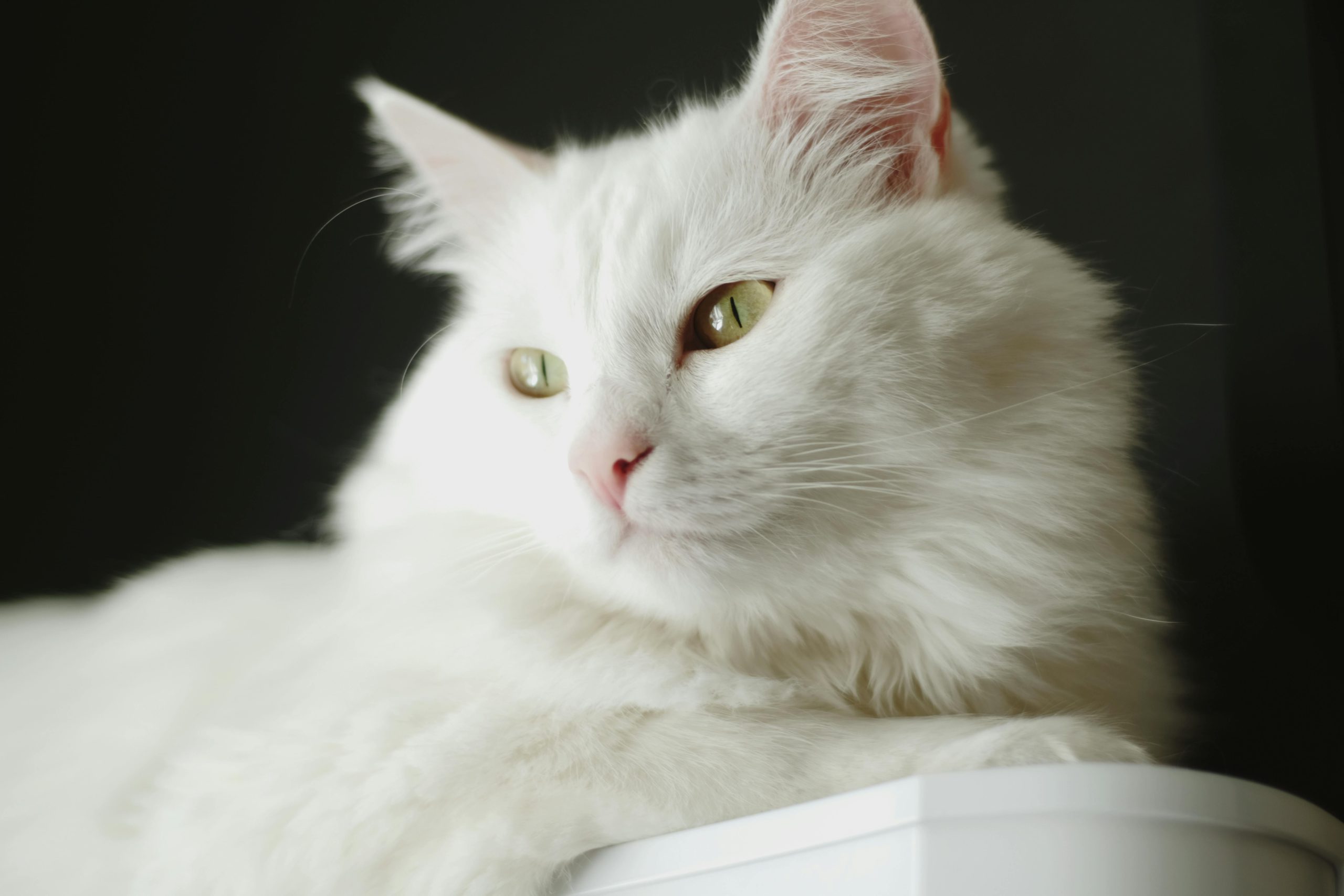 Kucing Anggora Yang Paling Cantik Di Dunia
