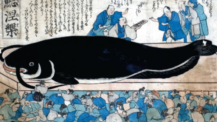 Kucing Odd Eye: Ciri Fisik, Harga, Cara Perawatan, dan Fakta Uniknya