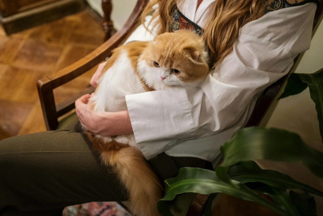 Kenapa Kucing Suka Memijat? Simak Alasannya di Sini! Kenapa Kucing Suka Memijat? Simak Alasannya di Sini!