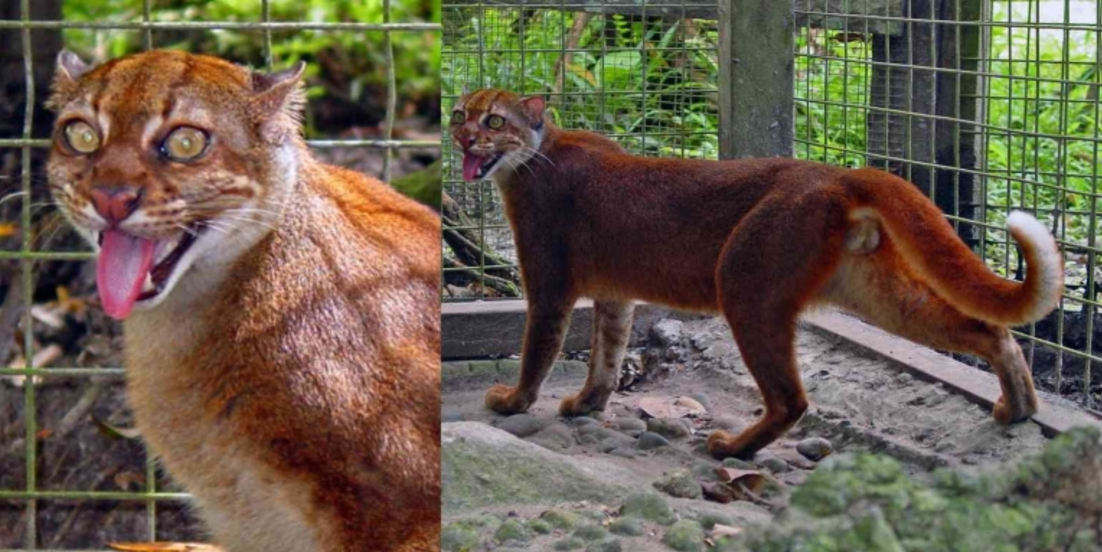 Fakta Menarik Tentang Kucing Merah: Predator Kecil yang Tangguh