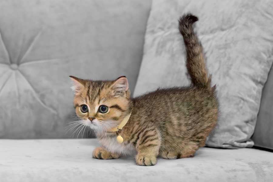 Jenis Kucing yang Kakinya Pendek: Imut dan Menggemaskan!